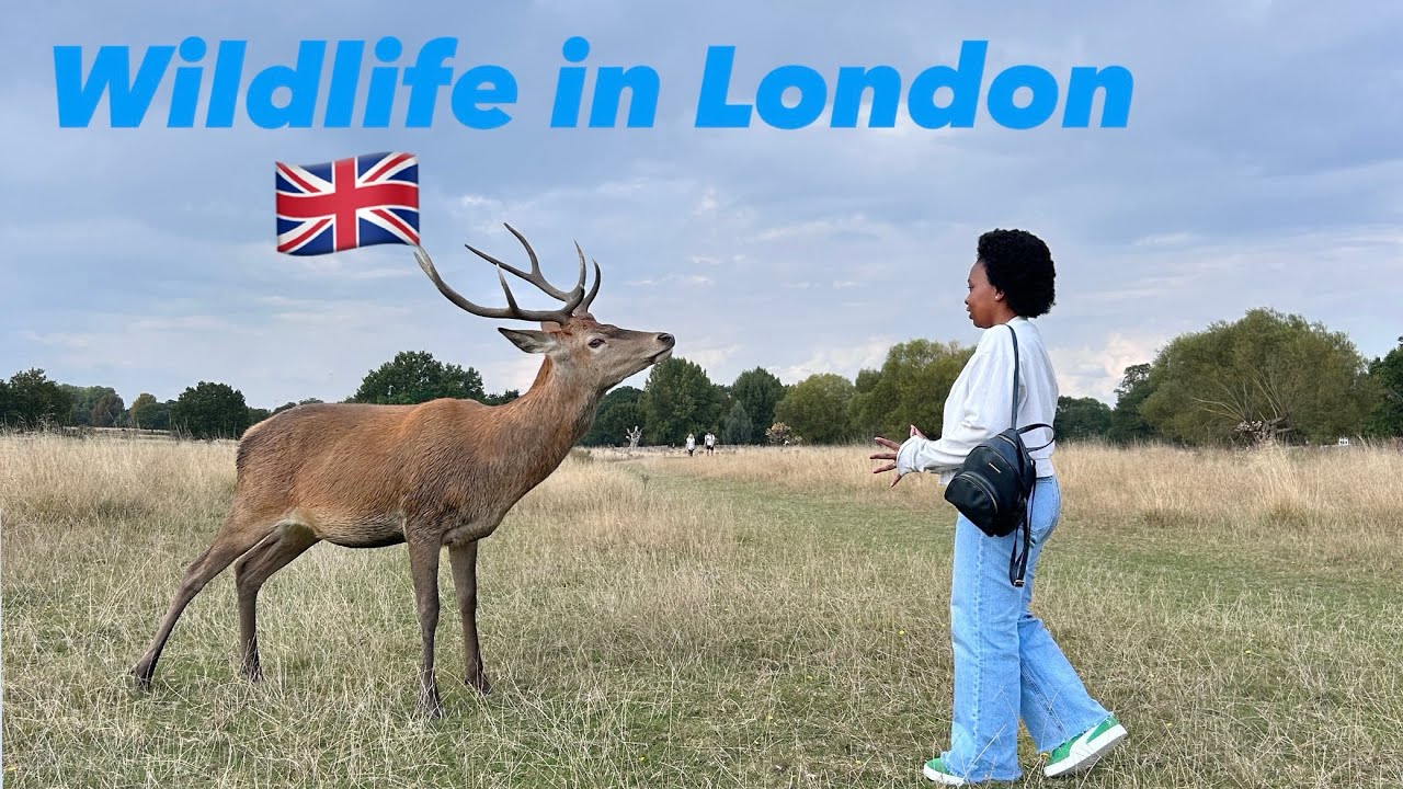 London’s Royal parks: Richmond Park | Best parks in England for Animal ...