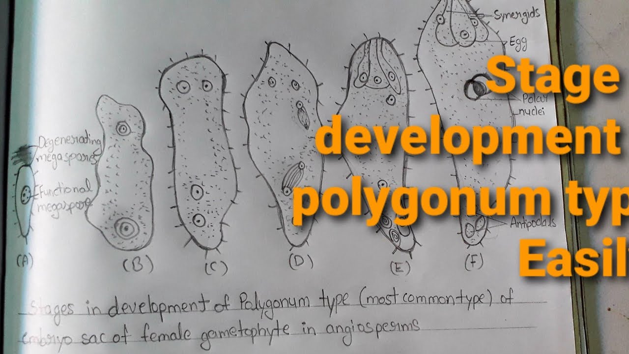 Stages of development of polygonum types (most common type)of embryo ...