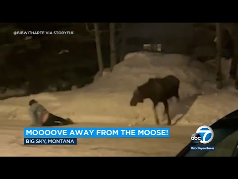 Moose charges 2 men teasing it in Big Sky, Montana