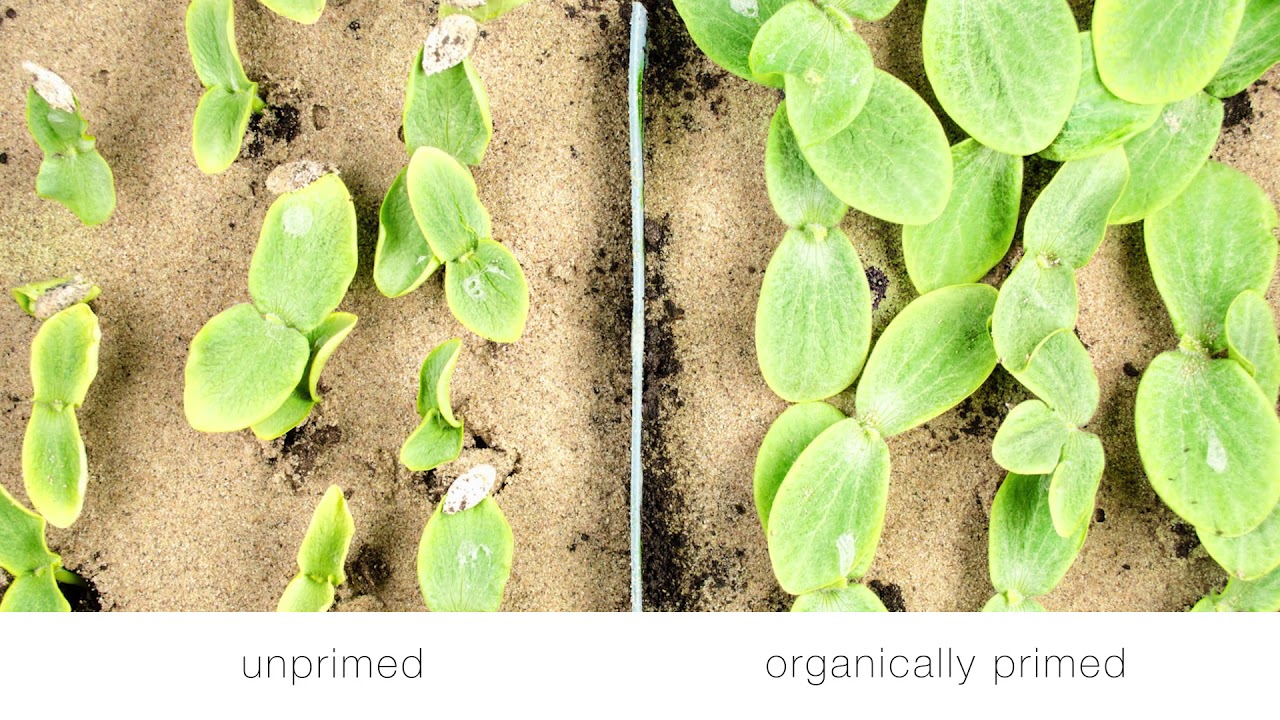 Incotec organic priming winter squash - YouTube