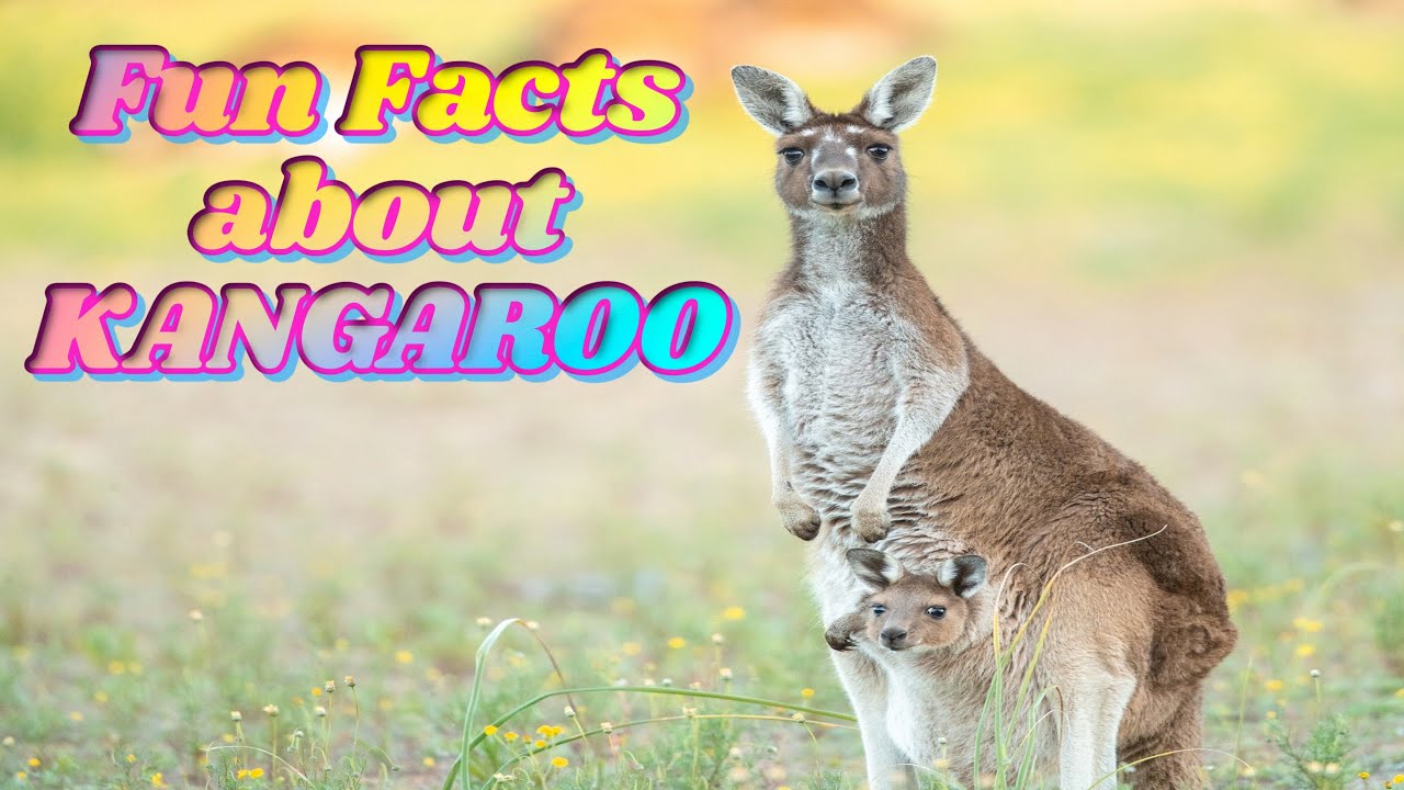 Fun Interesting facts about kangaroo , educational fun learning animal ...