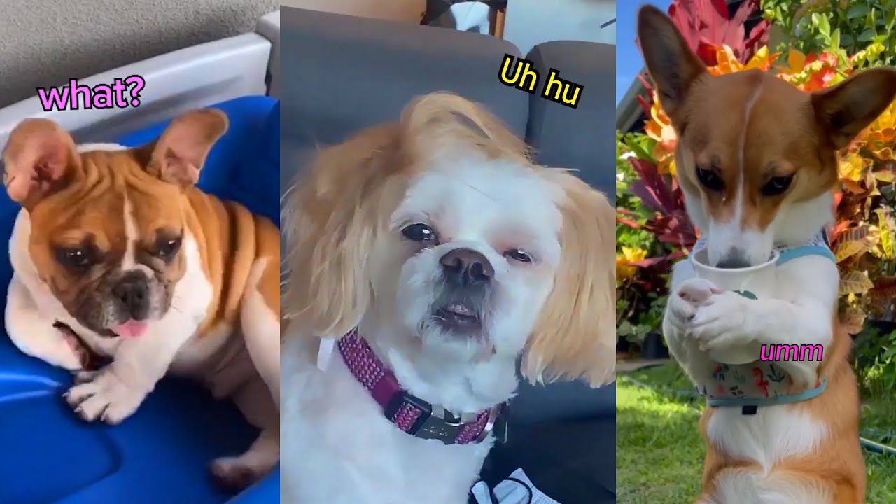 Episode 2: 🐶 Dog 🐕 Dub 🗣️ Mashup 📷 parts 6-10 #dub #animals #funnypet # ...