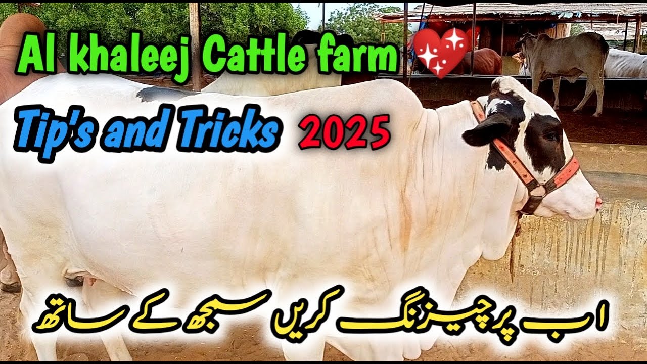 Al khaleej Cattle Farm REVEALING BACHRI COLLECTION 2025 😎 | Shah Cattle ...