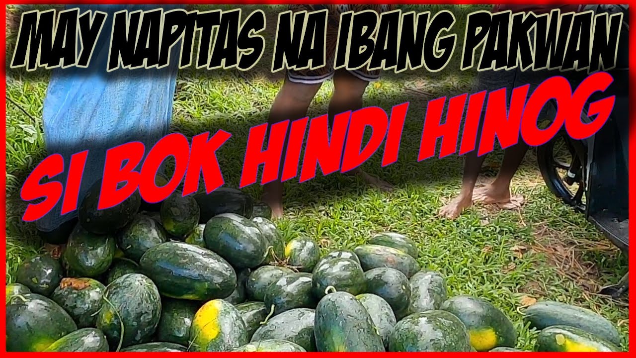 PAGHAHARVEST NG PAKWAN- WALA NA NAMAN SI KUYA DHIX, ANG DILAW NA ...