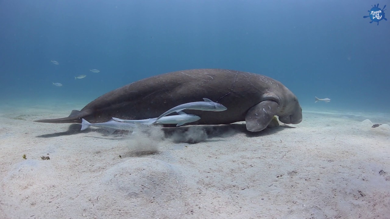 The dugong of Palawan [2017] - YouTube