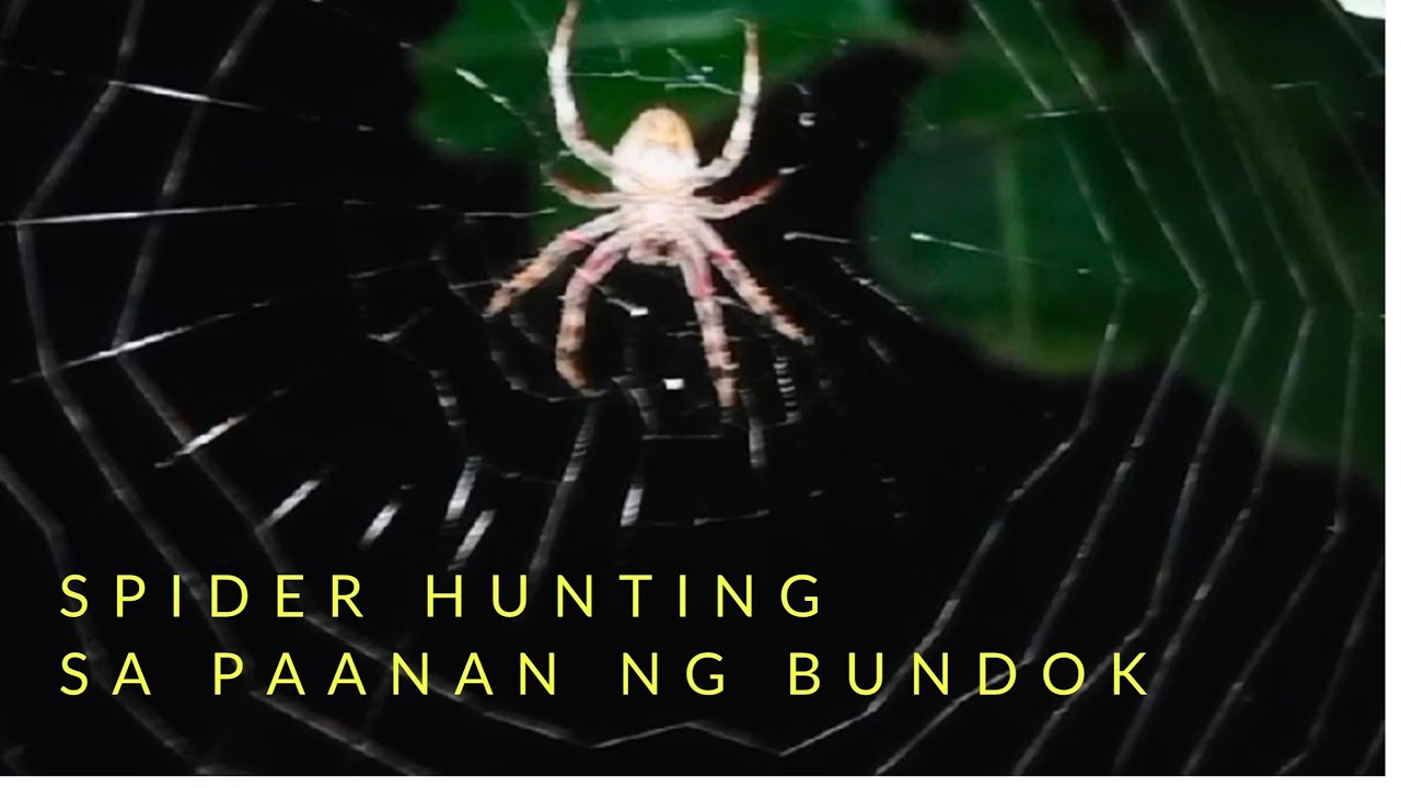 spider night hunting sa paanan ng bundok - YouTube