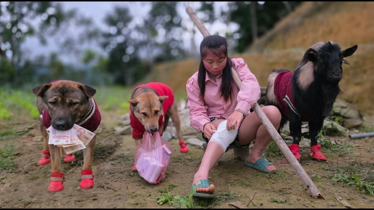 When dogs and goats share the burden with a Vietnamese girl - ha thi ...