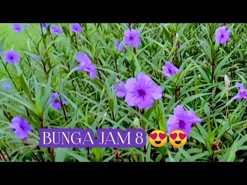 Bunga cantik mekar hanya di pagi hari#bungajamdelapan#flowers - YouTube