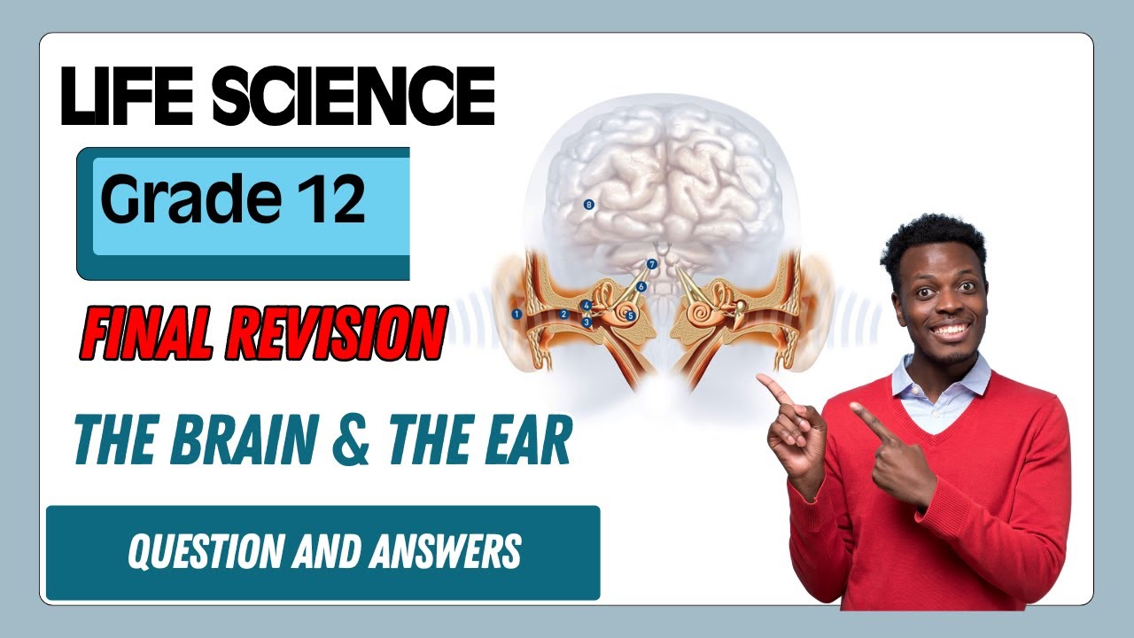 Life Science Grade 12 | The Brain and the Ear - YouTube