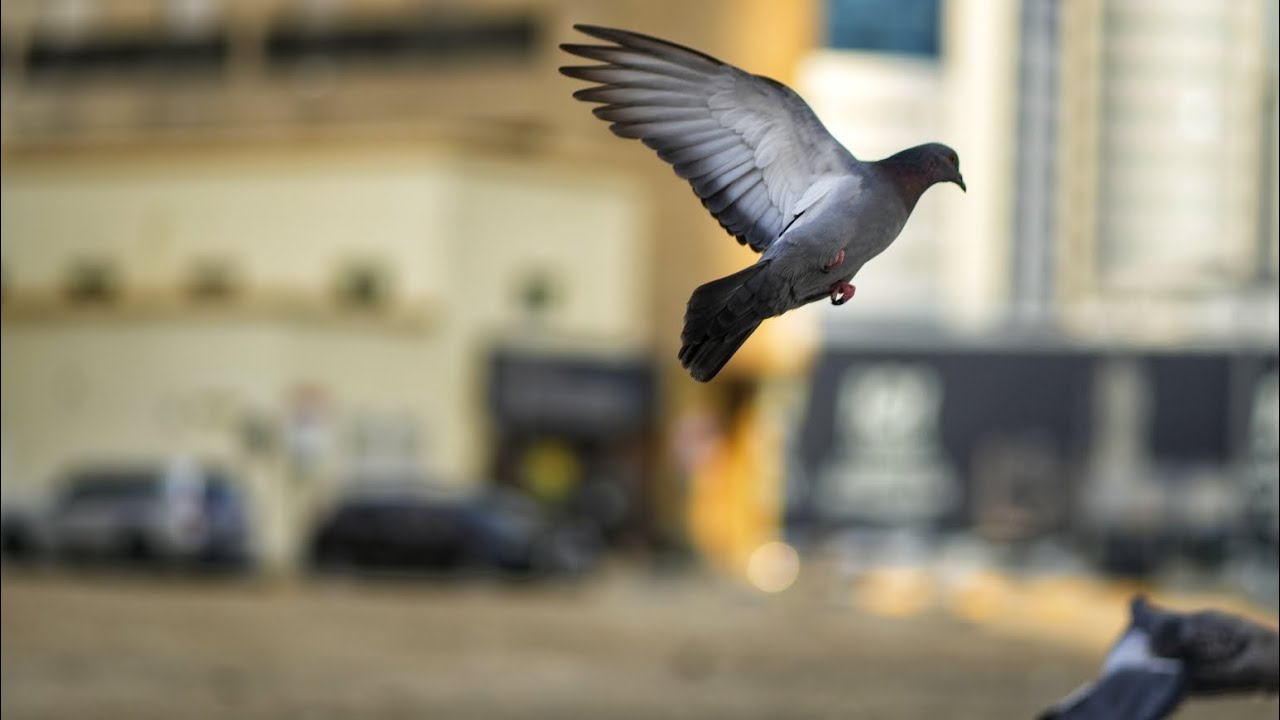 Sony A6700 sample shot with 85mm1.8 FE - YouTube