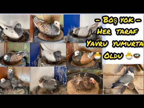 ✅ Her yer yavru ve yumurta oldu / üretim hızlandı ✅ #pigeon #güvercin #güvercinkümesi 