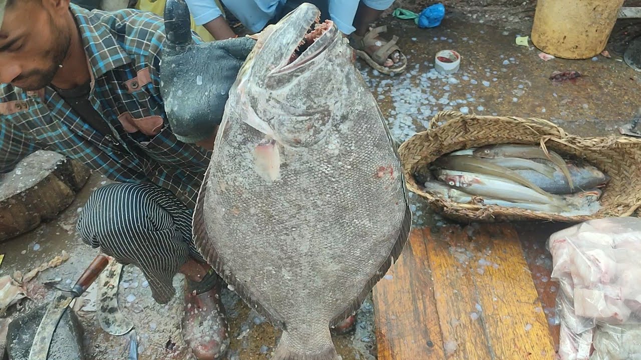 Halibut hajjam fish cutting and information video karachi fisheries ...
