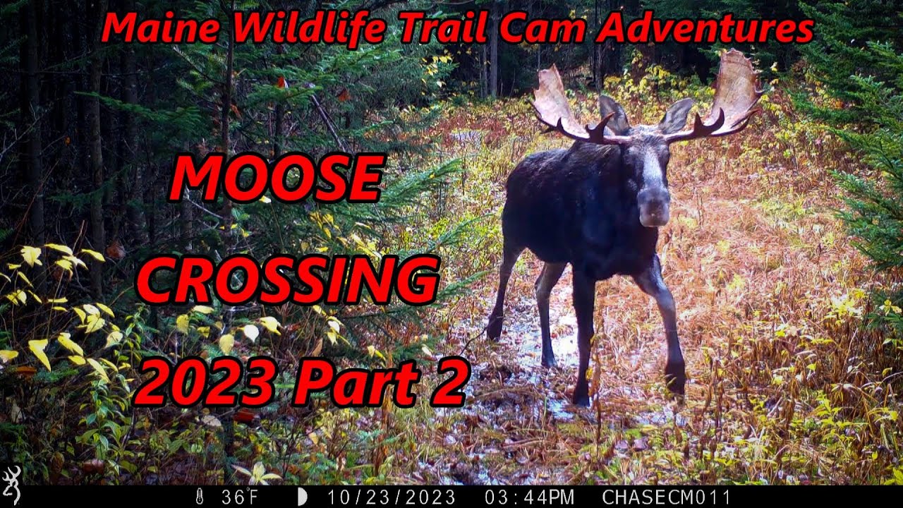 Wildlife Trail Cam Videos - Moose Crossing 2023 Part 2 ~ BIG MOOSE ...