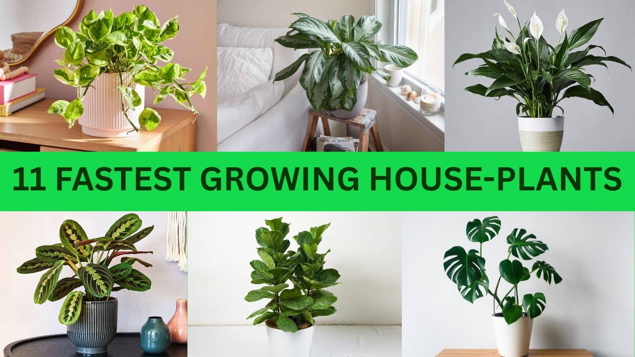 11 Fast Growing Indoor Plants | Fastest Growing Houseplants - YouTube