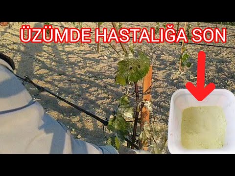 BAĞLARA TOZ KÜKÜRT NEDEN ATILIR ? MUTLAKA İZLEYİN !!!