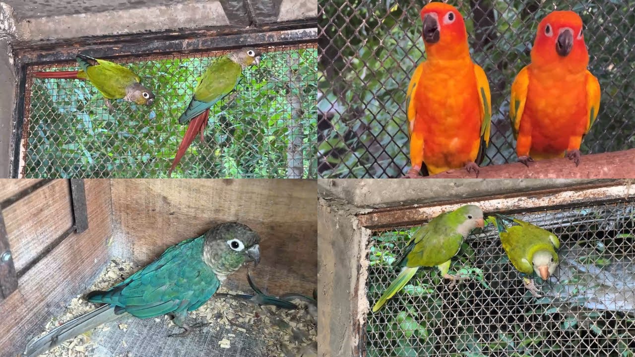 Sun Conure Breeder Setup | Suncanor, Jendayi conure, Pineapple Conure | M Birds - YouTube