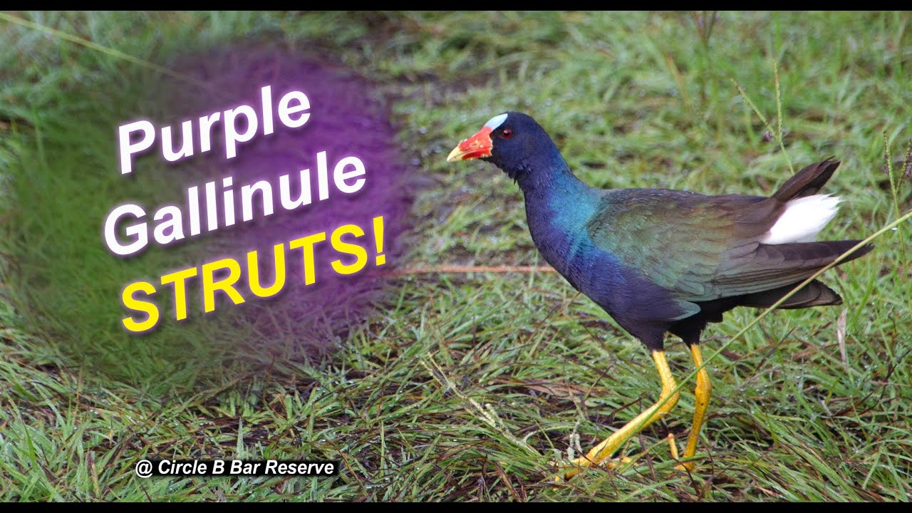 Purple Galllinule Struts! - YouTube