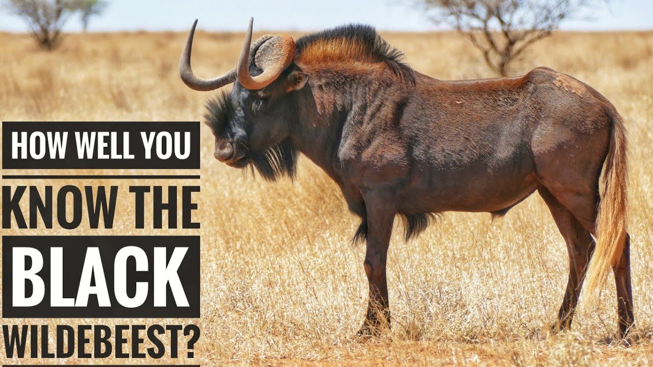 African Wildebeest