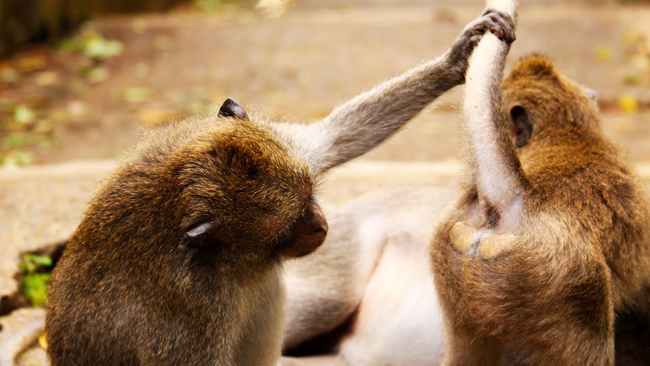 Maimute la Templul Uluwatu din Bali - maimutele interactioneaza cu ...