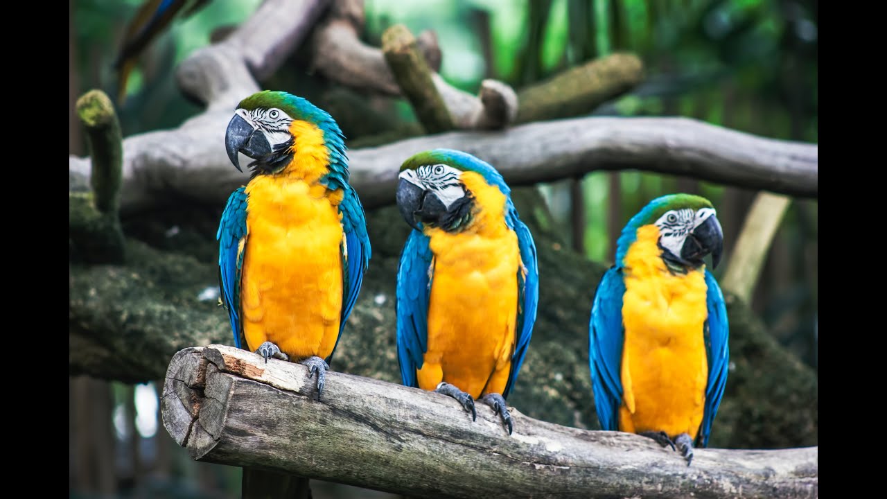 Relax Sleep Music & Meditation : Birds (6/2020) - YouTube