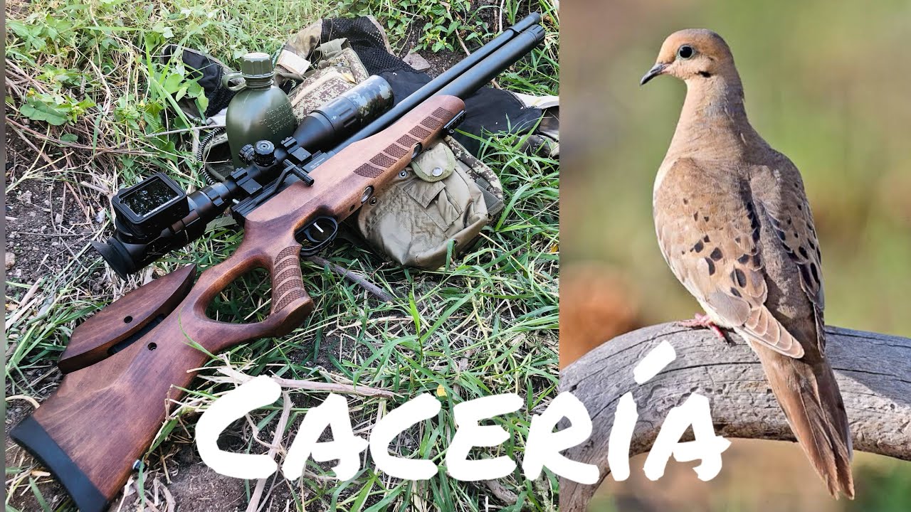 Cacería de wilota y congucha airacuda Max .25 pcp - YouTube