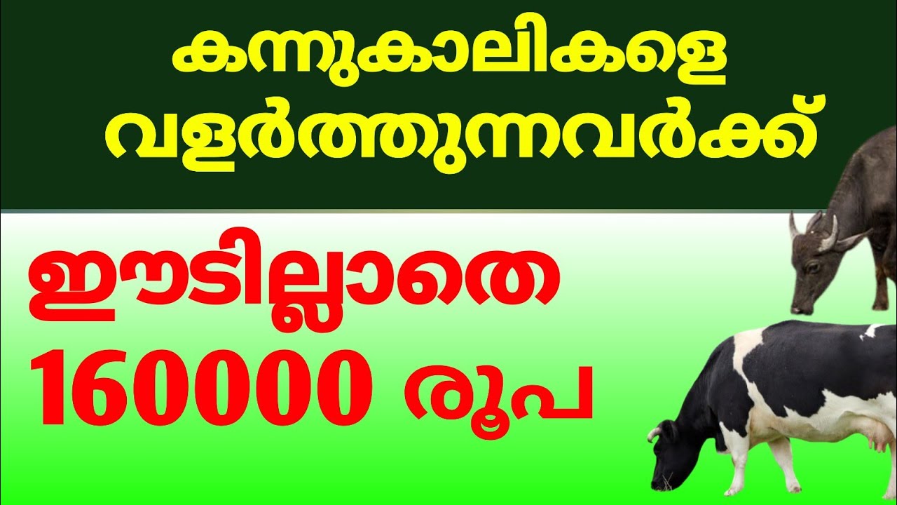 how to get loan for animal husbandry | pashu loan 2025 | pashupalan ...