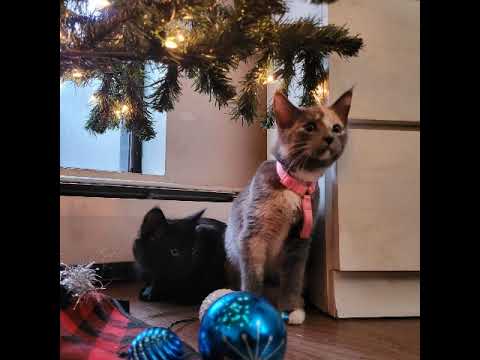 Lets play fortnight Ranks - YouTube