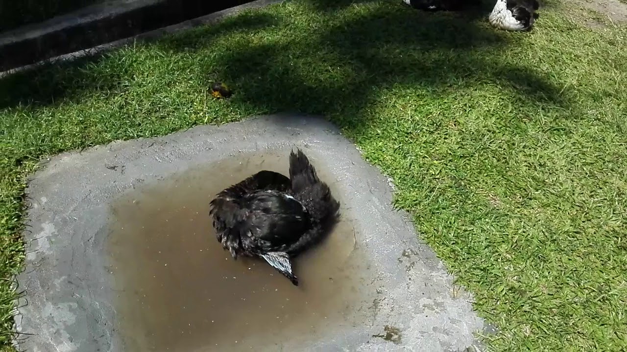 Duck Farming(East New Britian) Papua New Guinea - YouTube