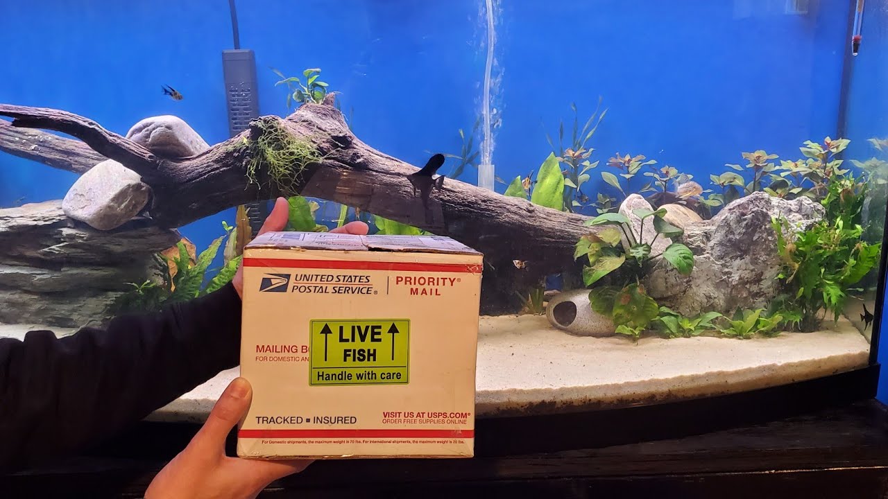 Ebay Fish Order - YouTube