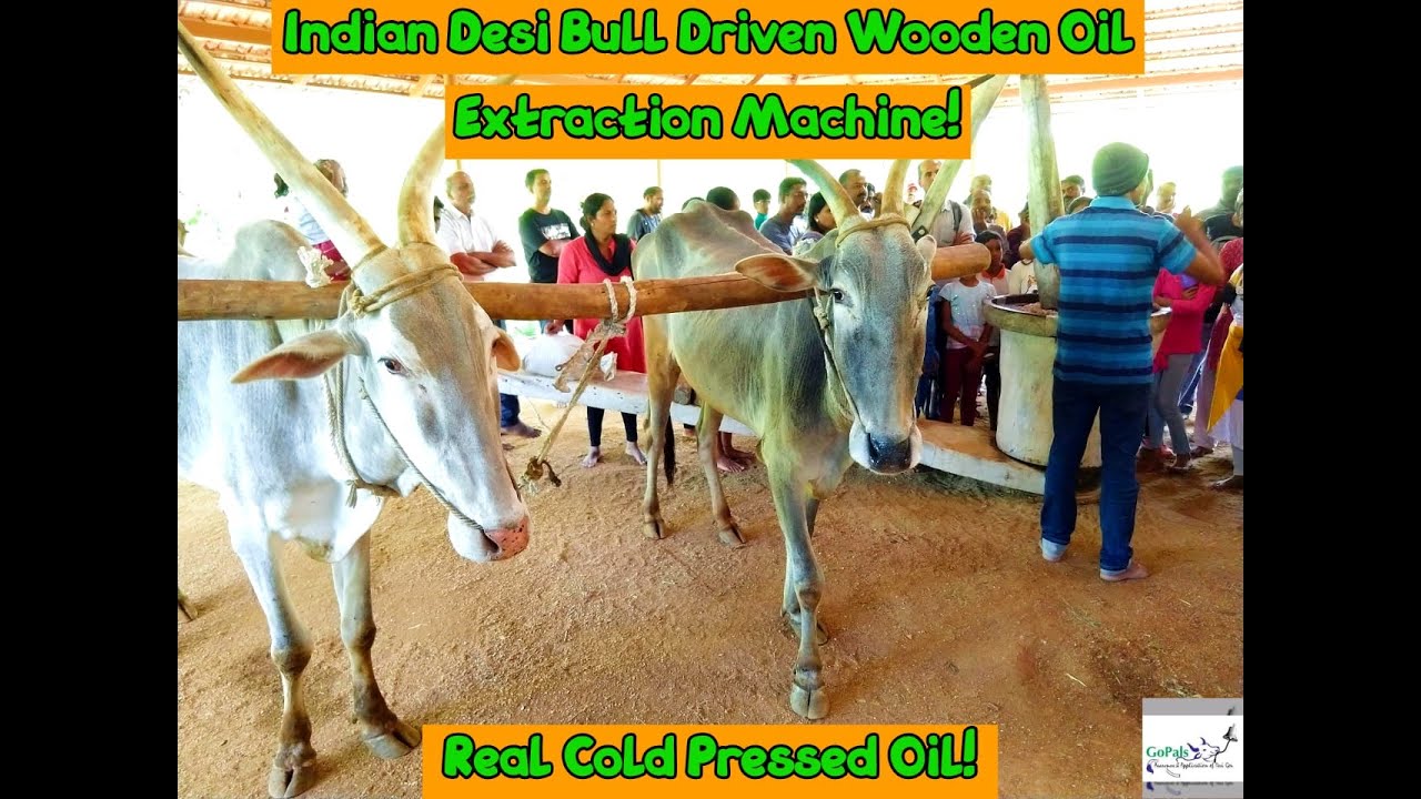 Wooden Oil Extraction Ghani Machine Driven by Desi Indian Bulls ...