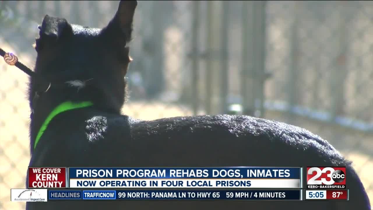 Pawsitive Change program rehabs dogs, inmates - YouTube