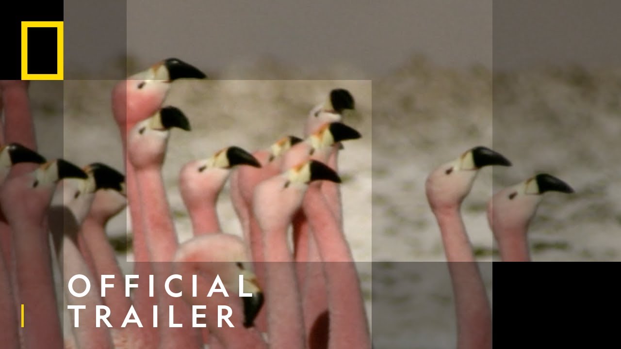 Official Trailer | South America's Weirdest Animals | National ...