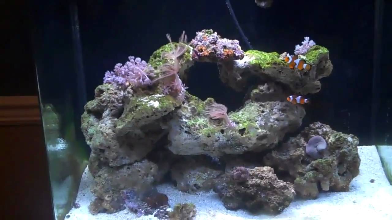 Amazing Reef Tank Red Sea Max 130d - YouTube