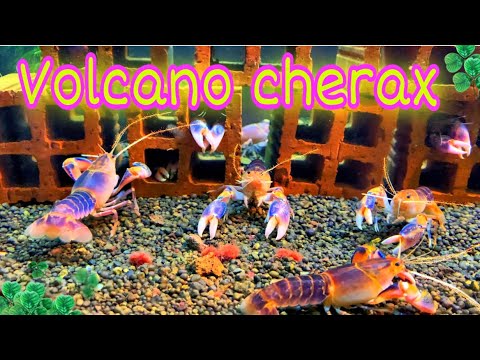 Cherax Volcano - Nuôi tôm cảnh siêu dễ từ mấy cặp bây giờ số lượng lên ...
