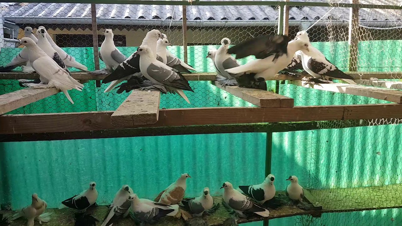 Most Beautiful Fancy Pigeons Collection | Ornament Pigeons | World ...