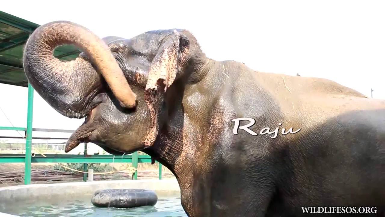 Elephant Pool Party At ECCC - YouTube