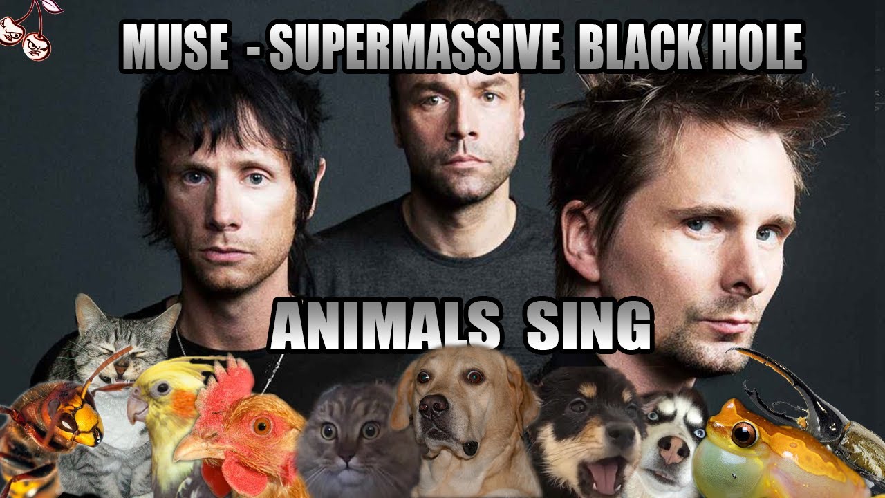 Muse - Supermassive Black Hole (Animal Cover) - YouTube