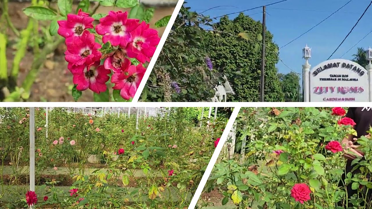Floral Paradise in Terengganu: A Relaxing Visit to Zety Roses Garden 🌹🌿 ...