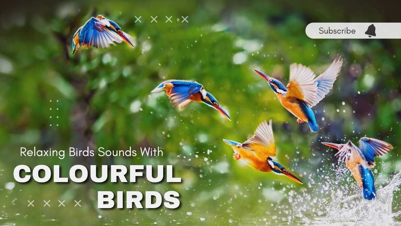 Beautiful Bird Sounds in Rainforest | JUNGLE BIRDS ! - YouTube