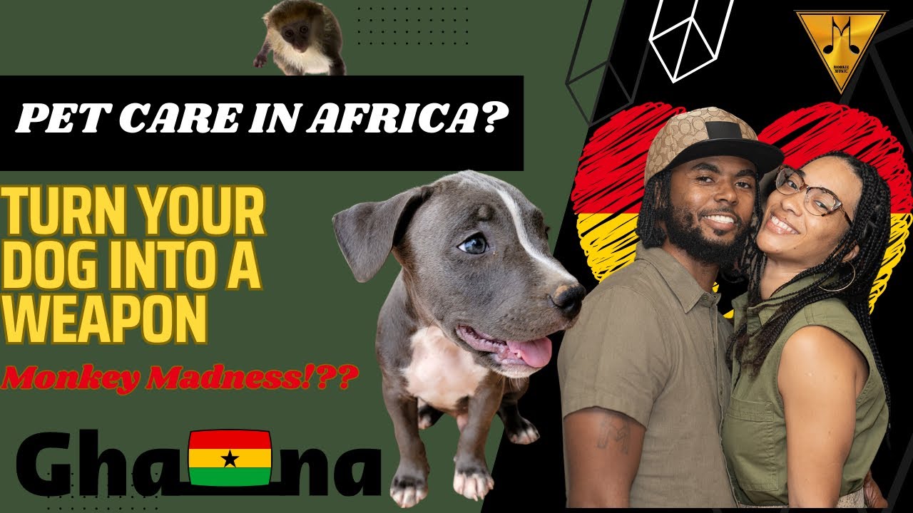 Pet ownership in Africa | vital GHANA 🇬🇭 information for dog owners ...