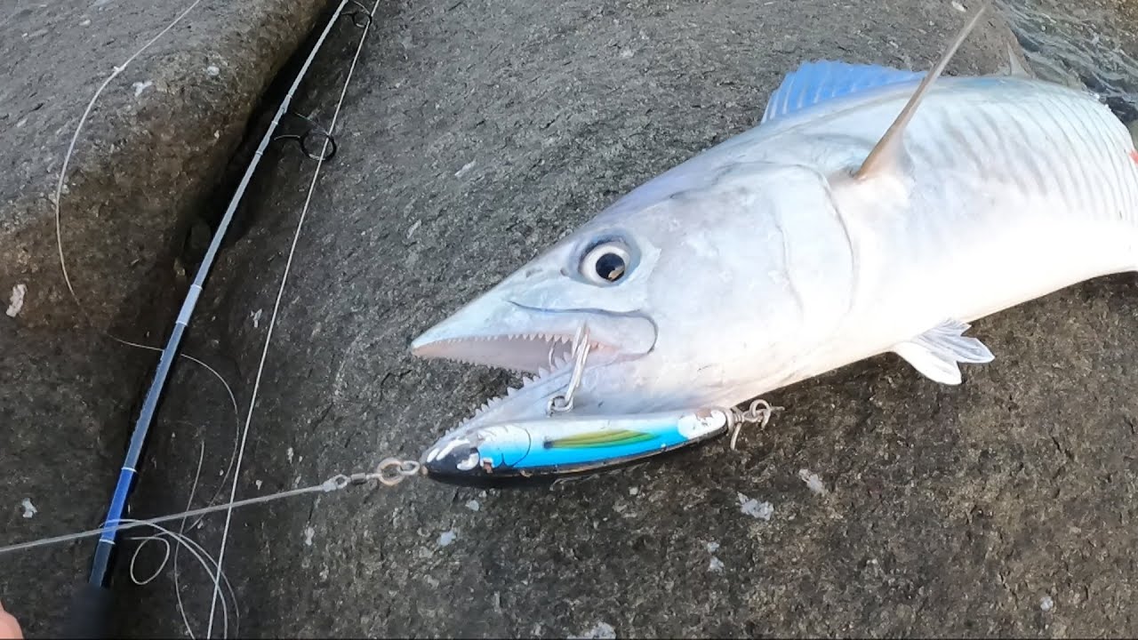 Land Based Fishing for Pelagics - YouTube