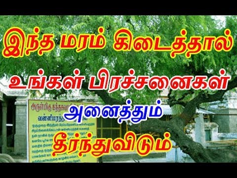 இந்த மரம் கிடைத்தால் உங்கள் பிரச்சனைகள் தீர்ந்துவிடும் | vanni maram ...