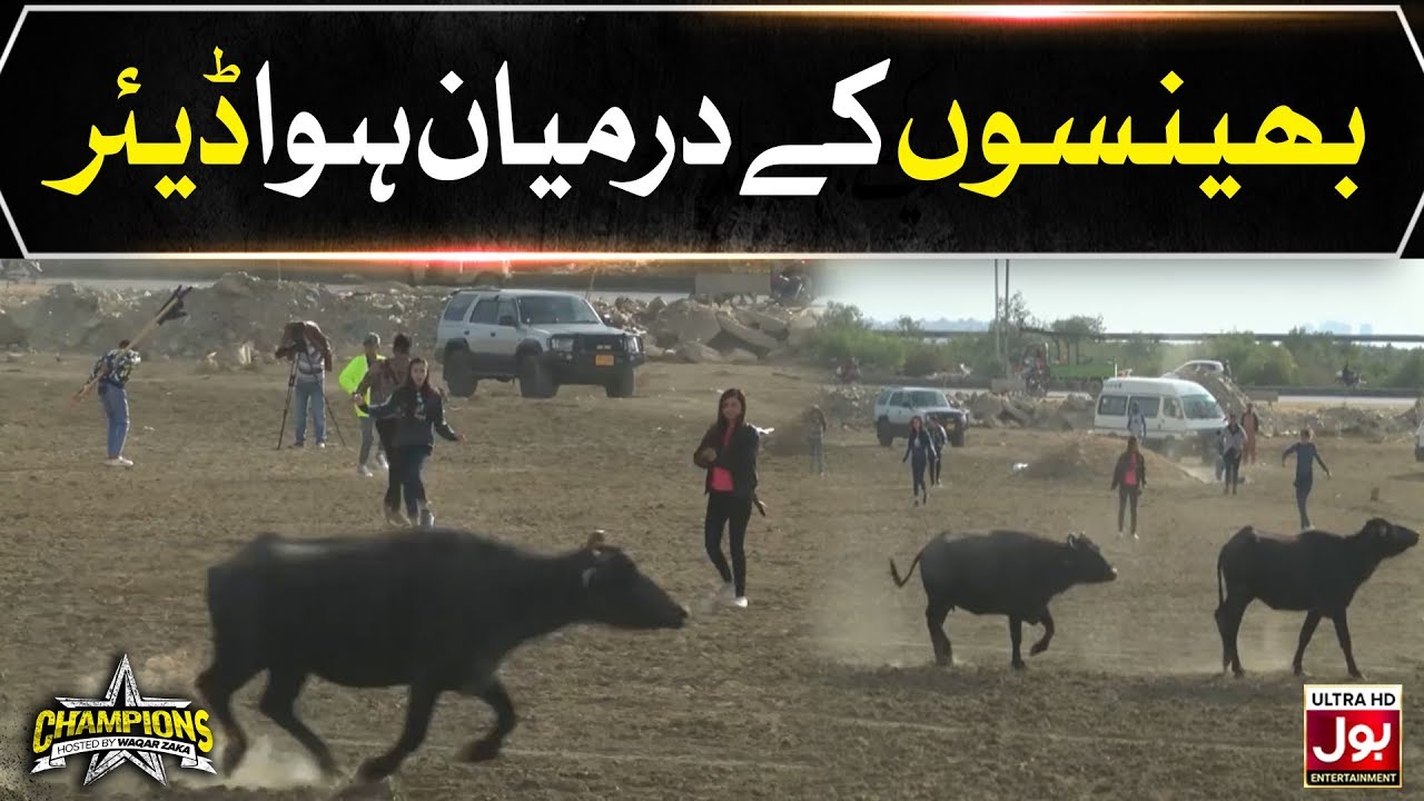 Dare Between Bulls In Champions | Champions With Waqar Zaka | BOL House ...
