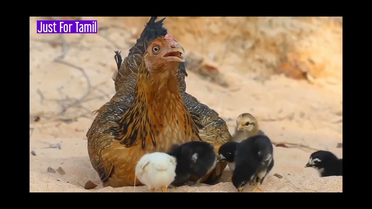 A braviest mother chicken fights with eagle for her loved chicks - YouTube