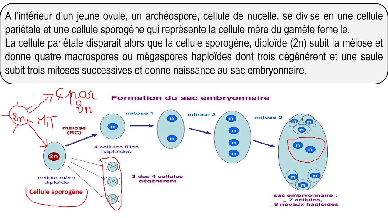 activité3 ANGIO suite/Sac embryonnaire - YouTube