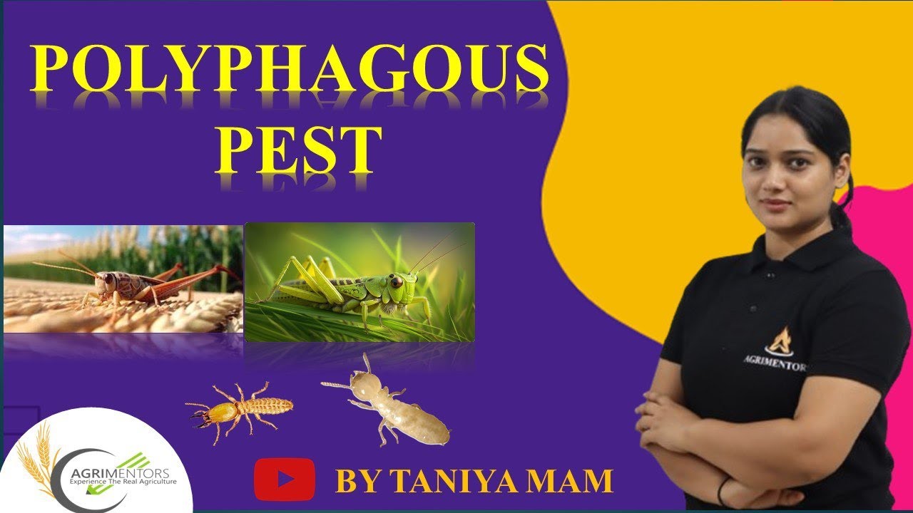 Polyphagous Pest | Entomology - YouTube