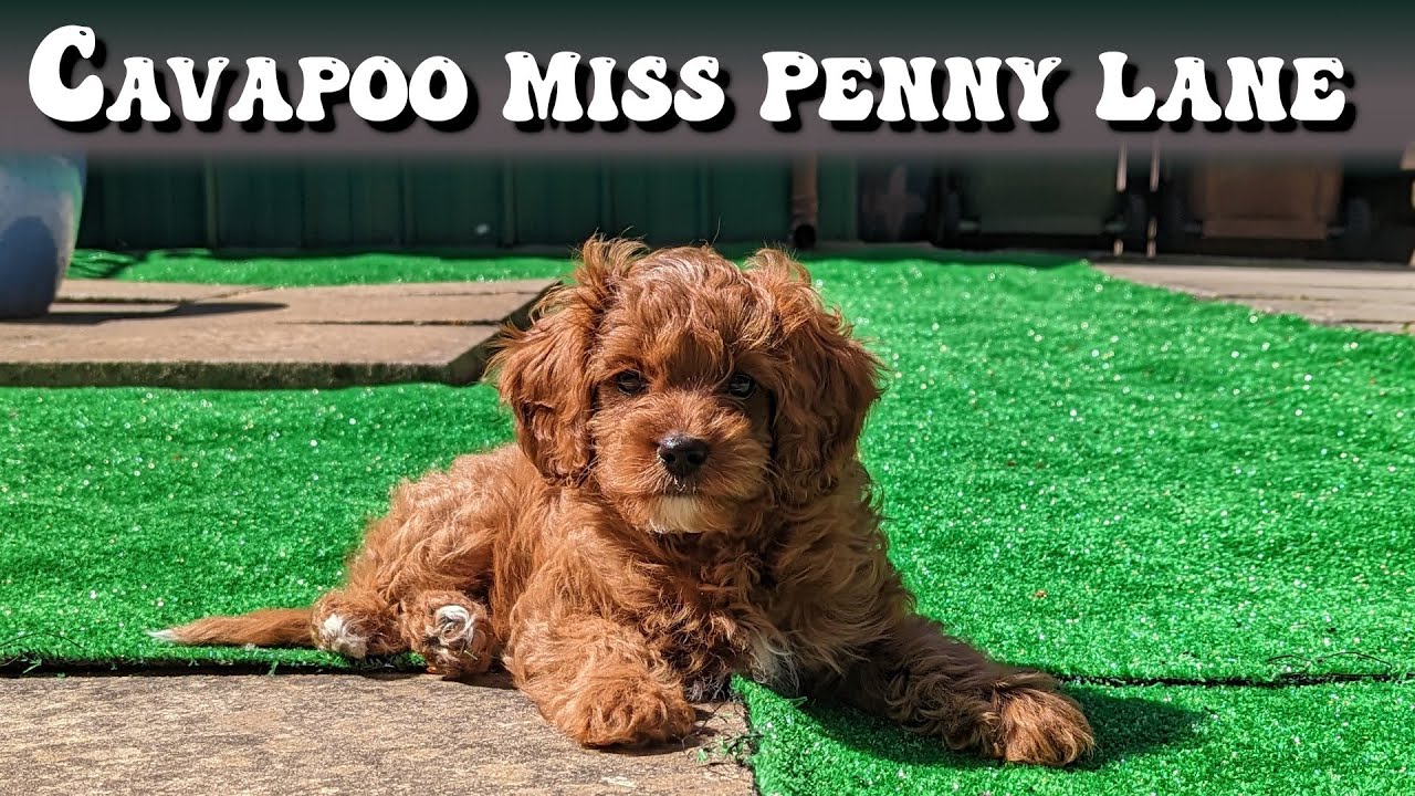 Cavapoo Miss Penny Lane Garden Zoomies - Cavapoo Puppy running - YouTube
