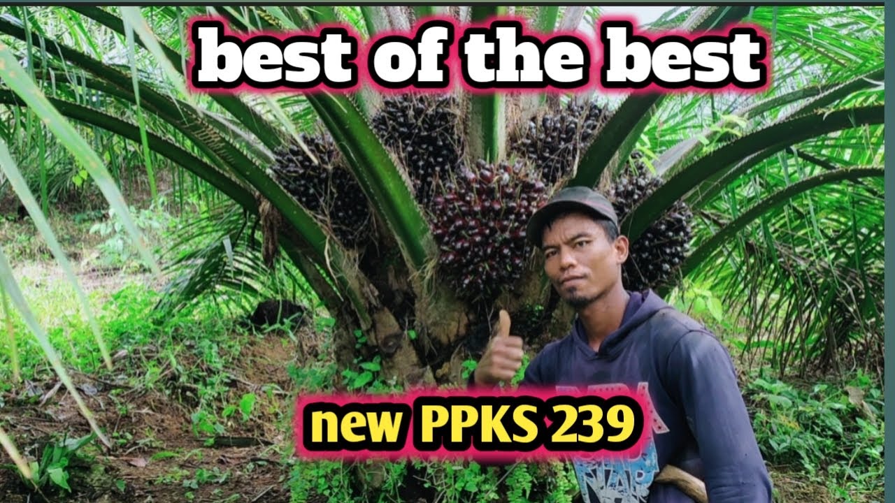 Indonesian palm oil plantations | Indonesian palm oil farm |super PPKS ...