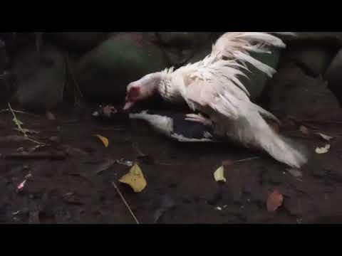Bebek main di sungai wik wik Ah...ah
