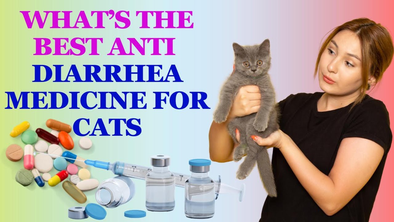 What's The Best Anti Diarrhea Medicine for Cats - YouTube